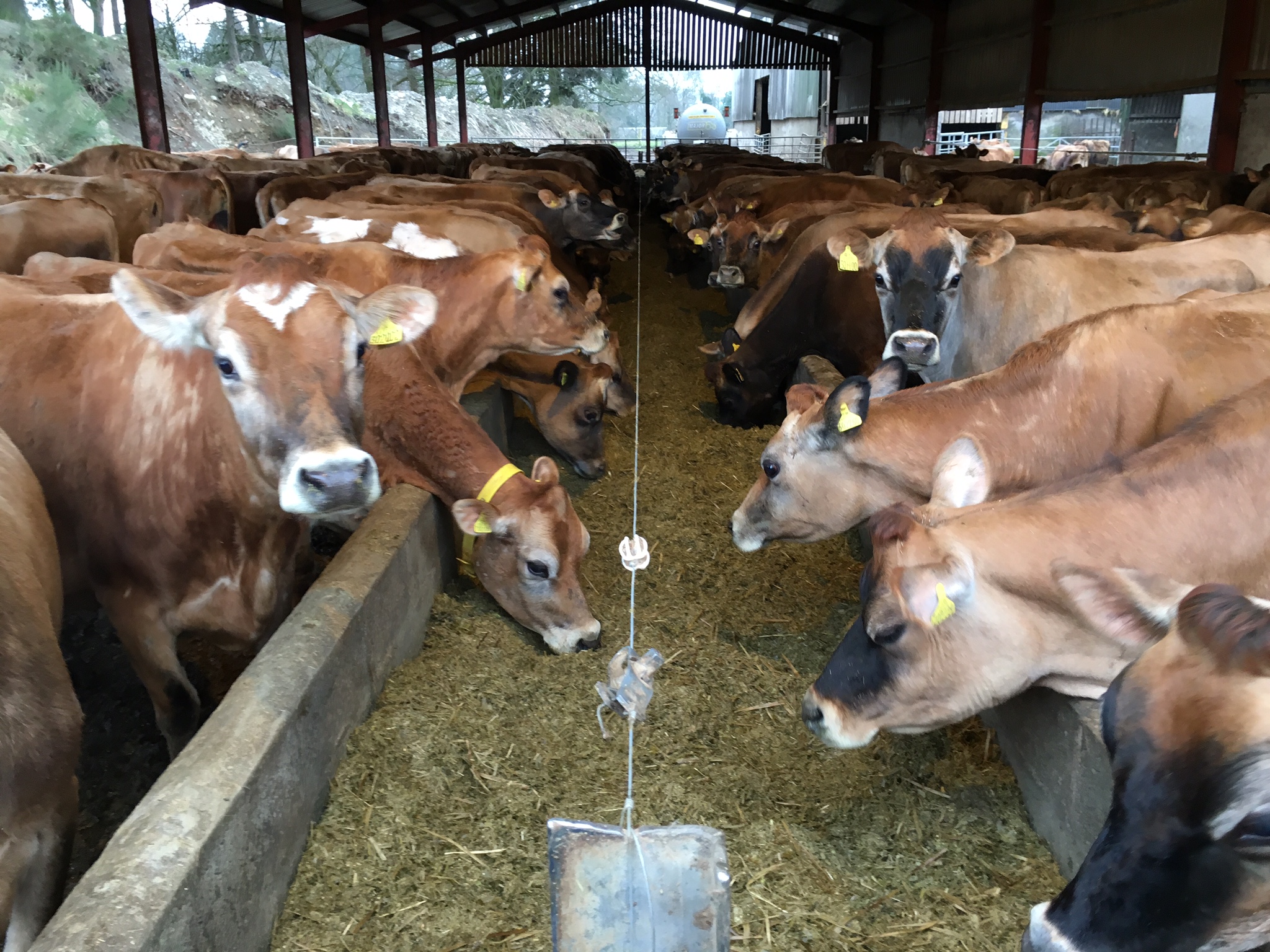 Jerseys | Clair Doan Nuffield Scholar